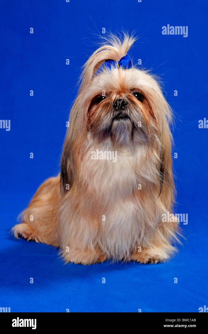 sitzender Shih Tzu / sitting Shih Tzu Stock Photo - Alamy