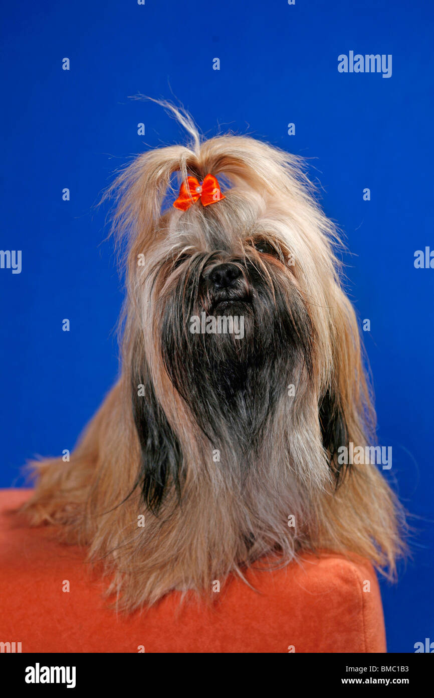sitzender Shih Tzu / sitting Shih Tzu Stock Photo - Alamy