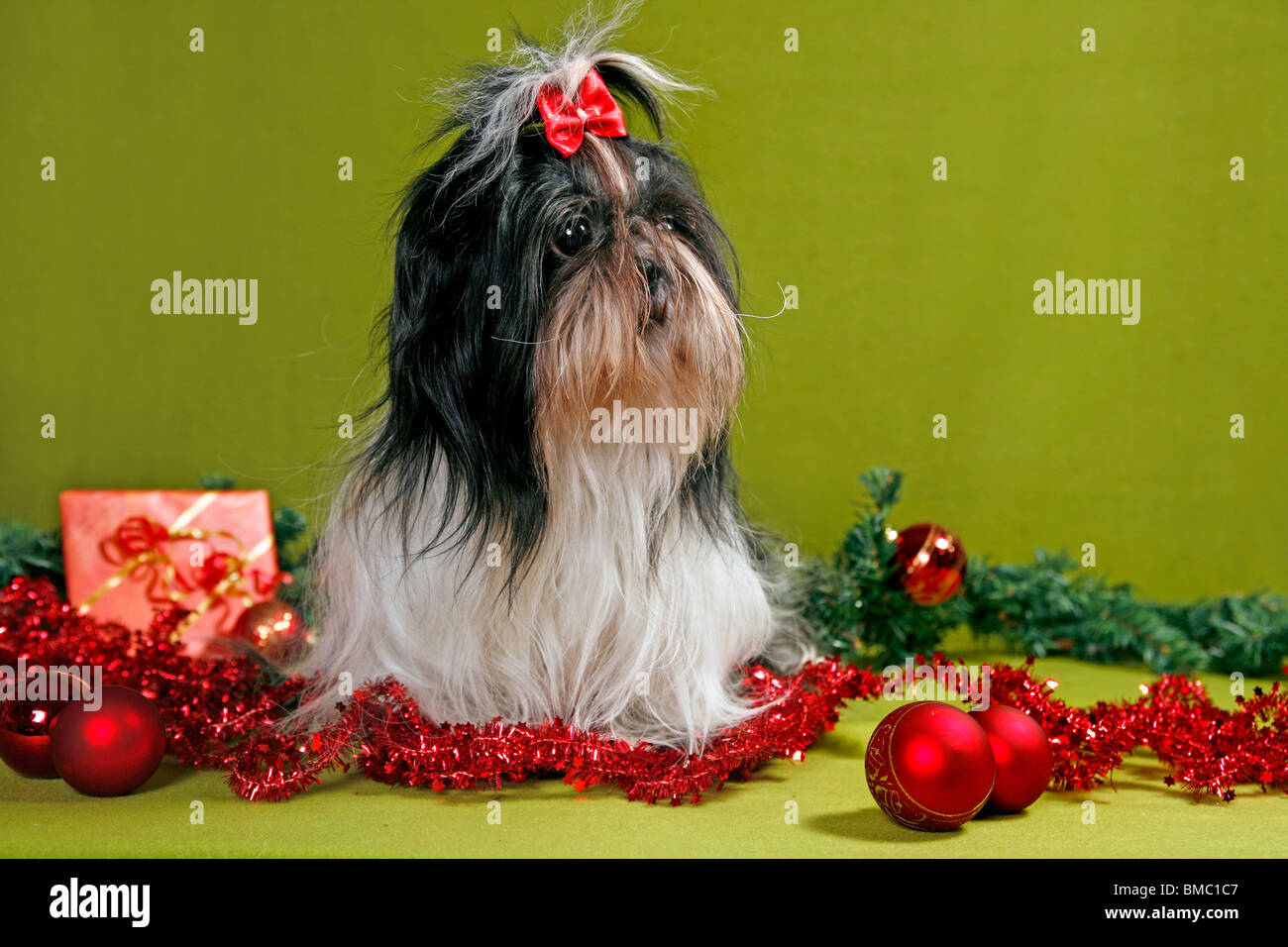 sitzender Shih Tzu / sitting Shih Tzu Stock Photo - Alamy