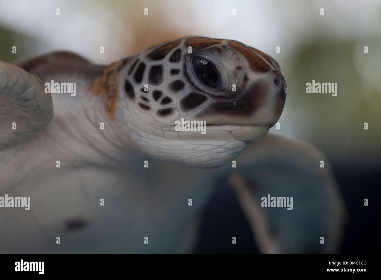 Close-up of a green sea turtle, Phuket Thailand Stock Photo - Alamy