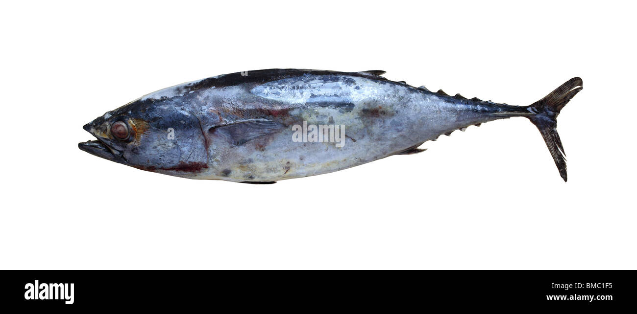 Separate animal Cut Out Stock Images & Pictures - Alamy