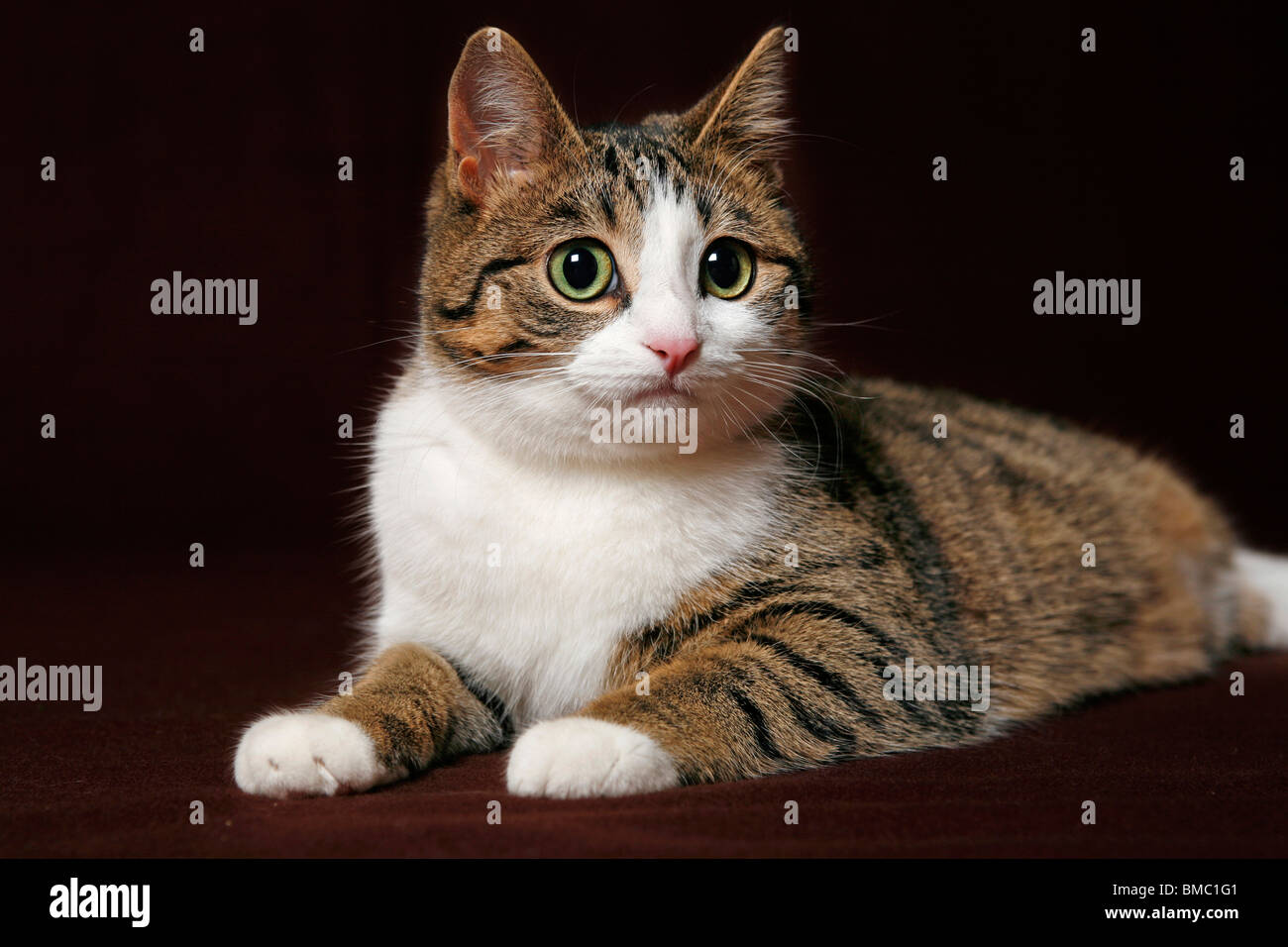 Rr 09338 hi-res stock photography and images - Alamy