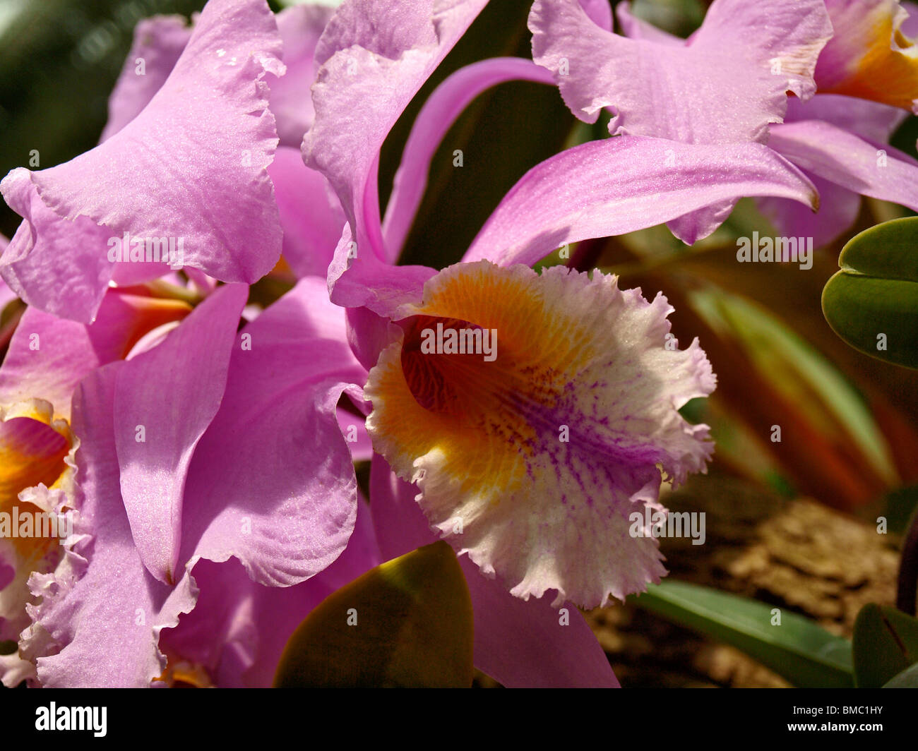 Cattleya labiata orchid Stock Photo - Alamy