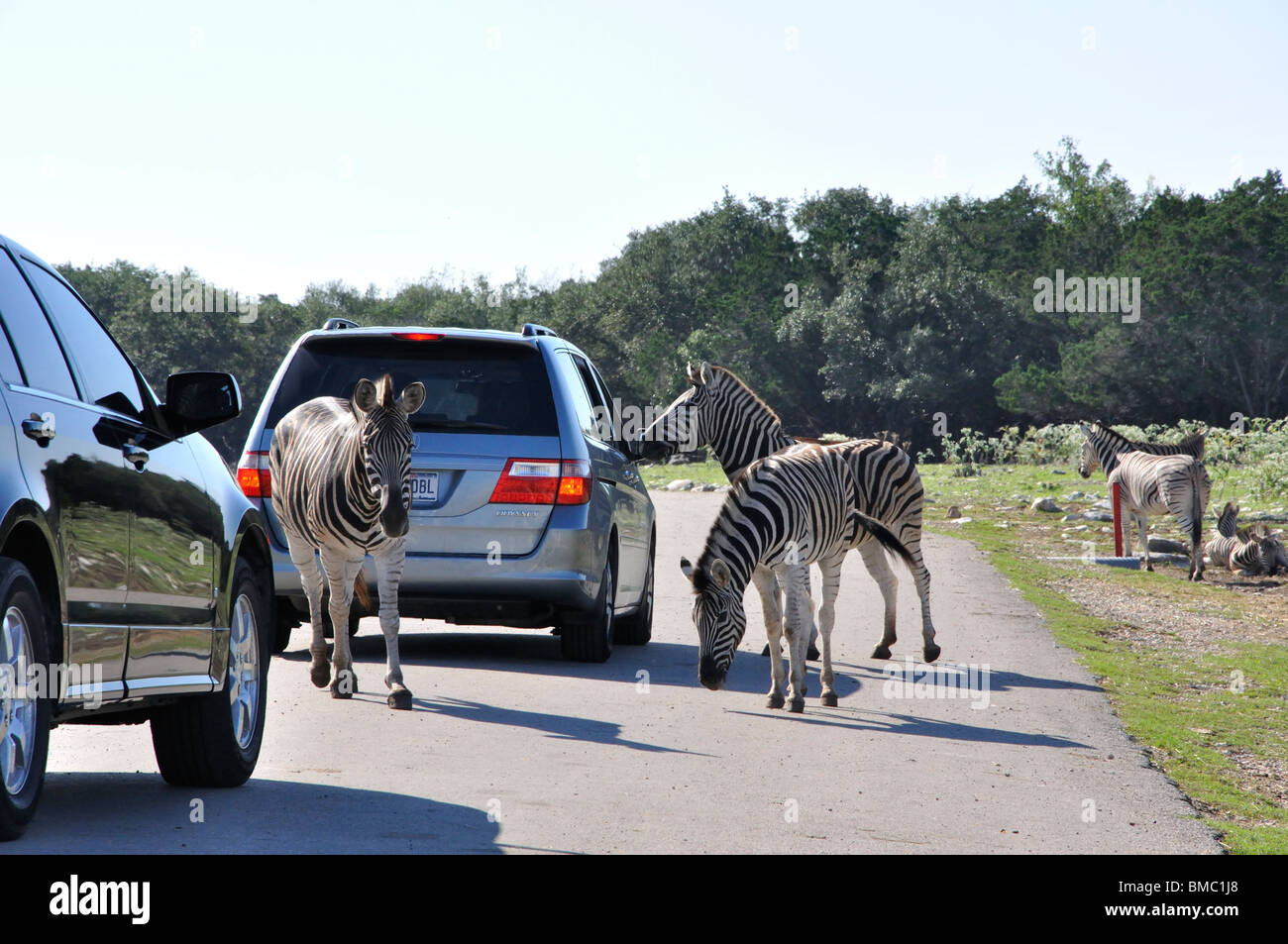 African Safari at Wildlife Ranch, Texas Hill Country, USA Stock Photo ...
