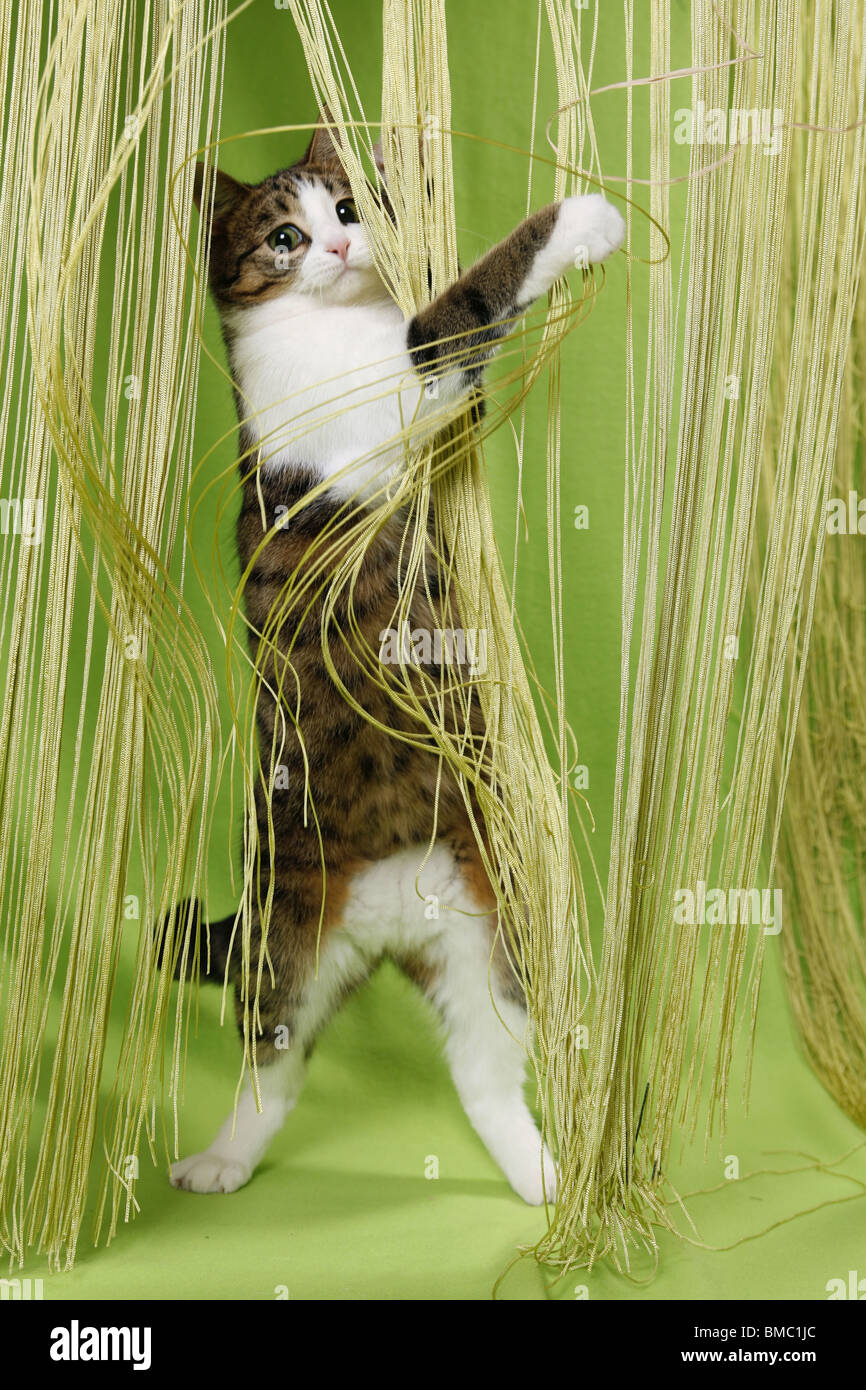 spielende Katze / playing cat Stock Photo - Alamy