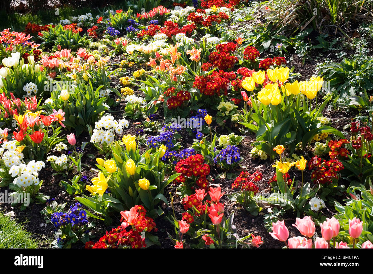 Spring flowers, magnificent display, London, England, UK, Europe Stock ...
