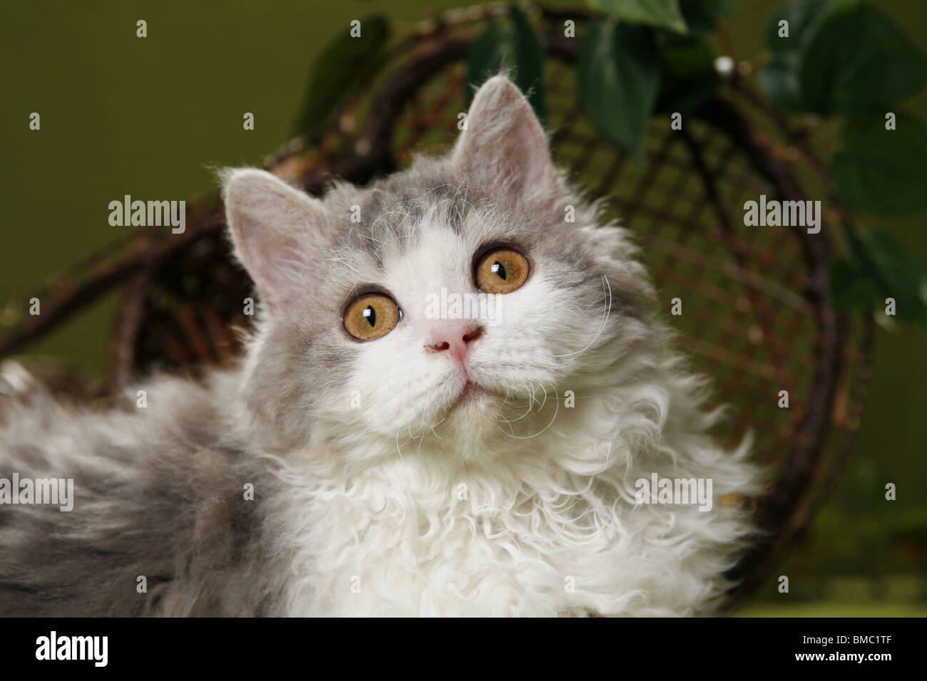 Selkirk Rex Portrait Stock Photo - Alamy