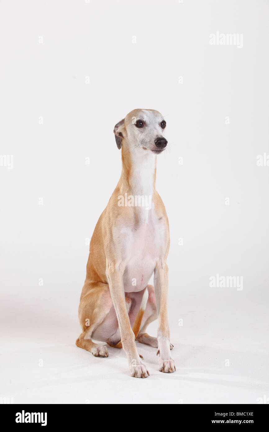 Sitting whippet hi-res stock photography and images - Alamy