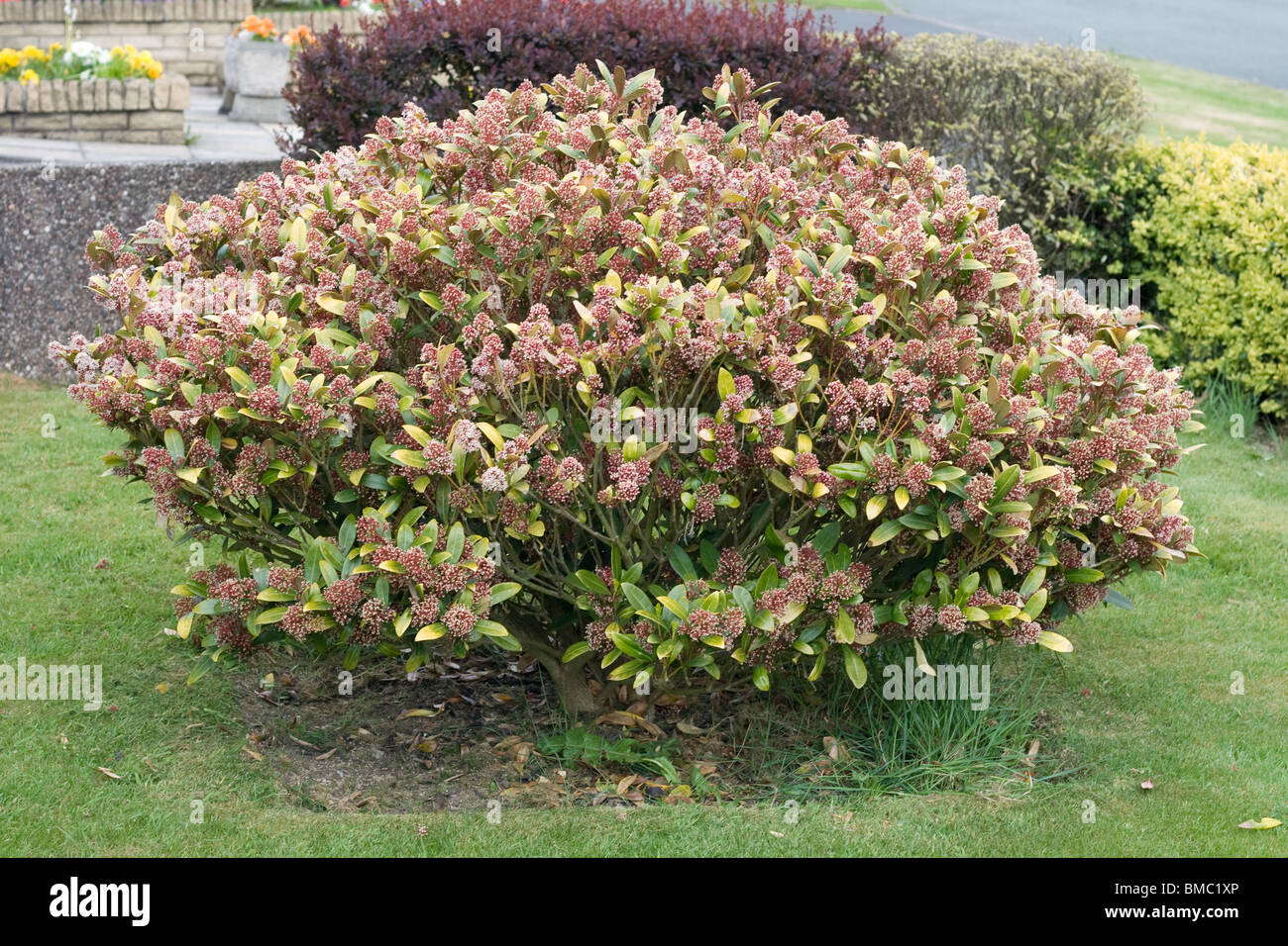 Pieris bush hi-res stock photography and images - Alamy