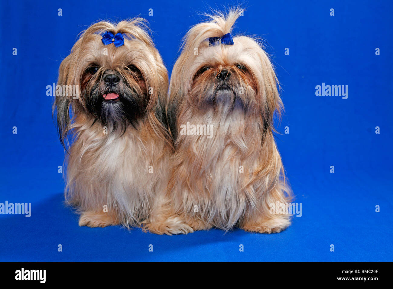Tibetische tiere hi-res stock photography and images - Alamy