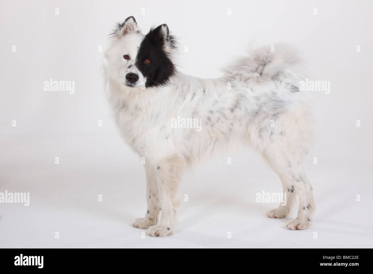 Elo / side Stock Photo - Alamy