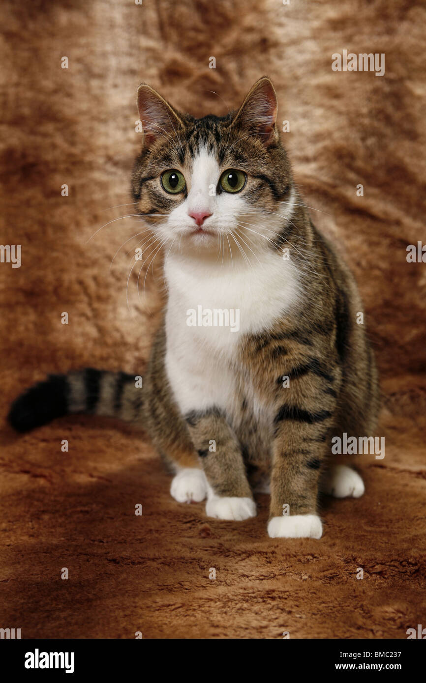 sitzende Katze / sitting cat Stock Photo - Alamy