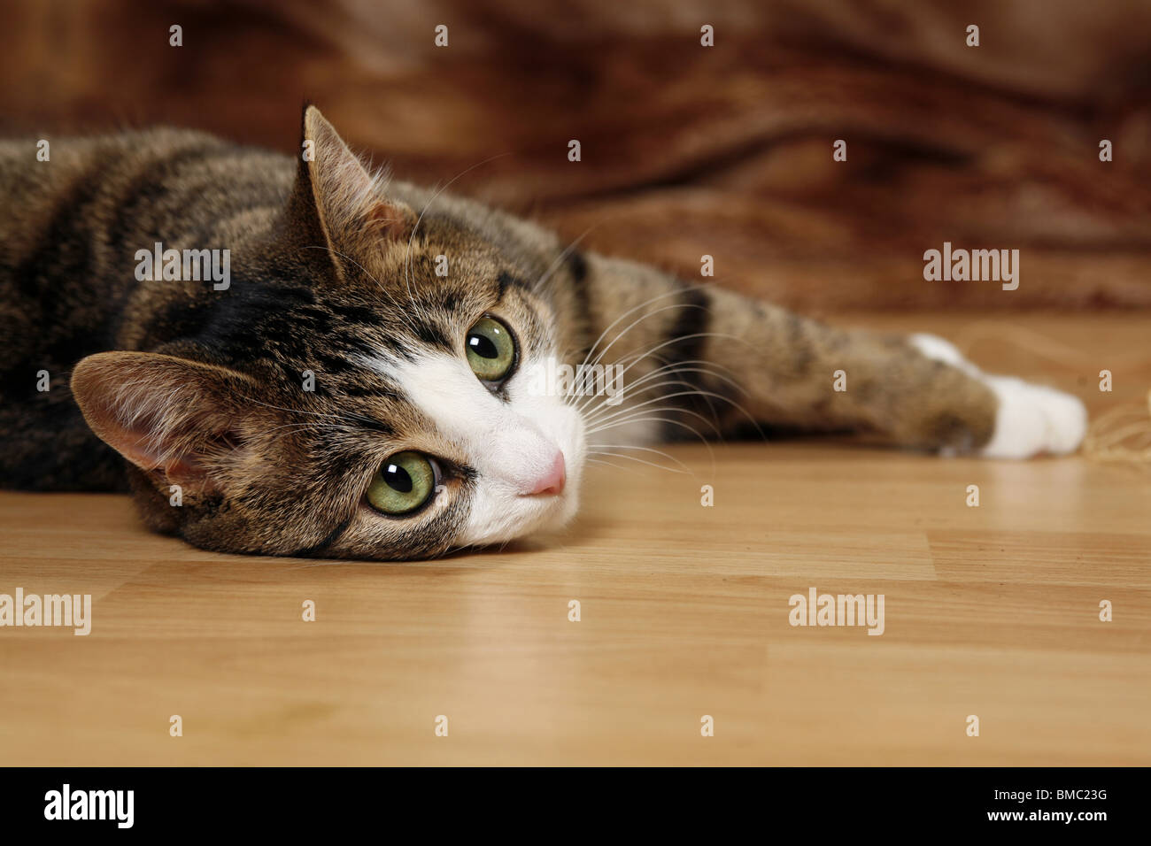 liegende Katze / lying cat Stock Photo - Alamy