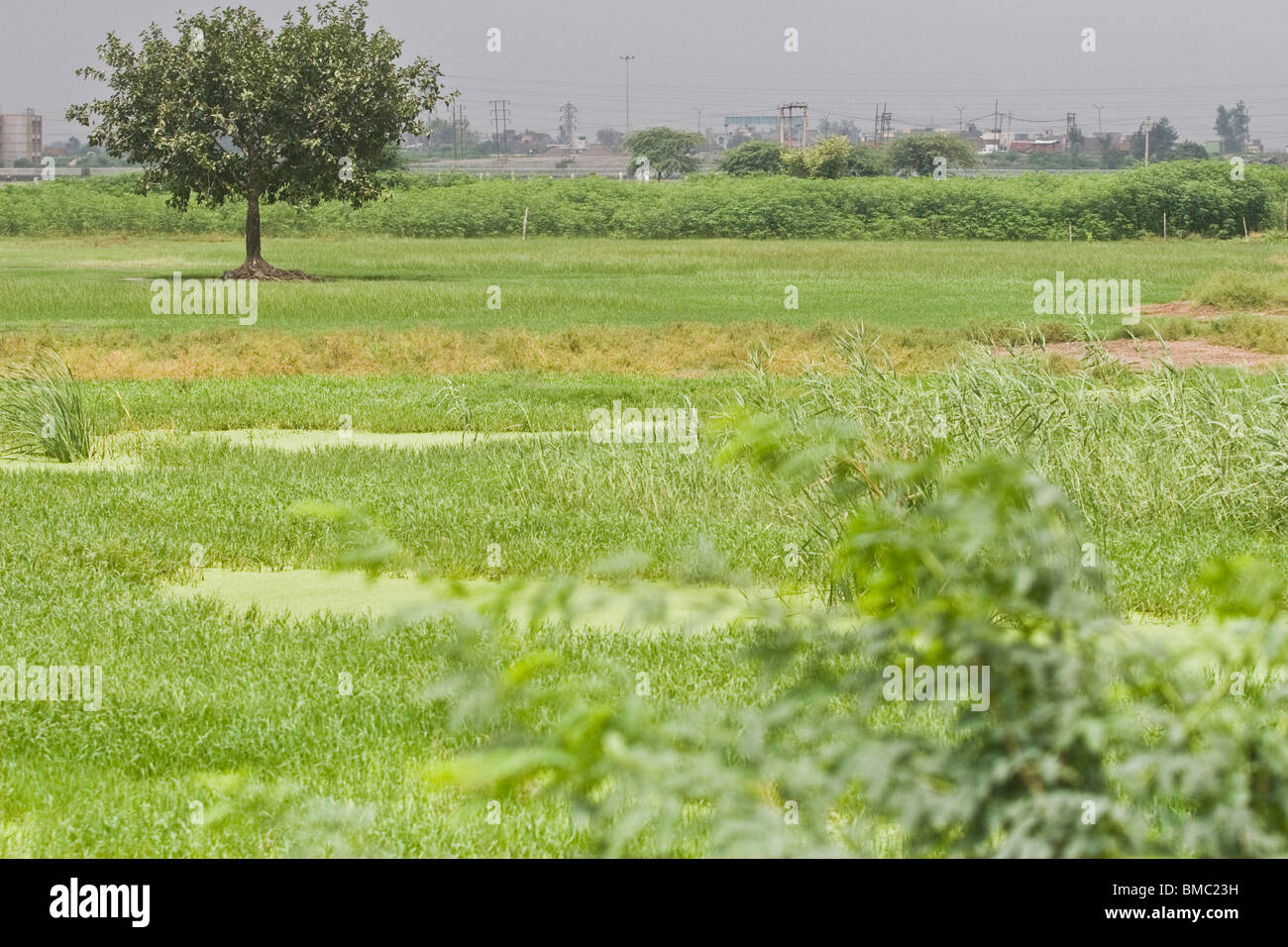 Panoramic view of a field, Delhi, India Stock Photo - Alamy