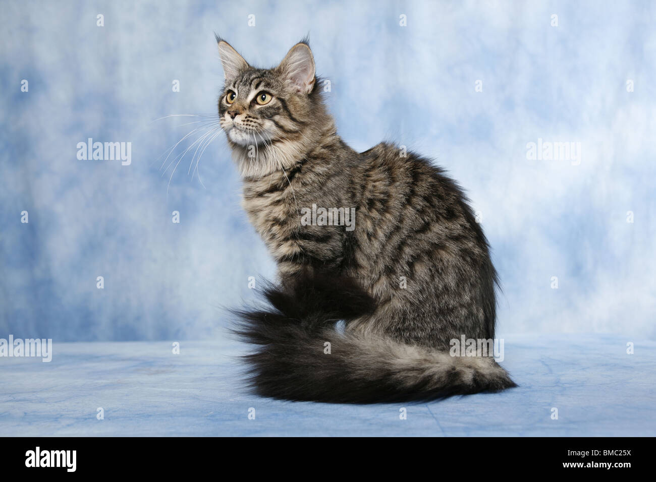 sitzende Maine Coon / sitting Maine Coon Stock Photo - Alamy