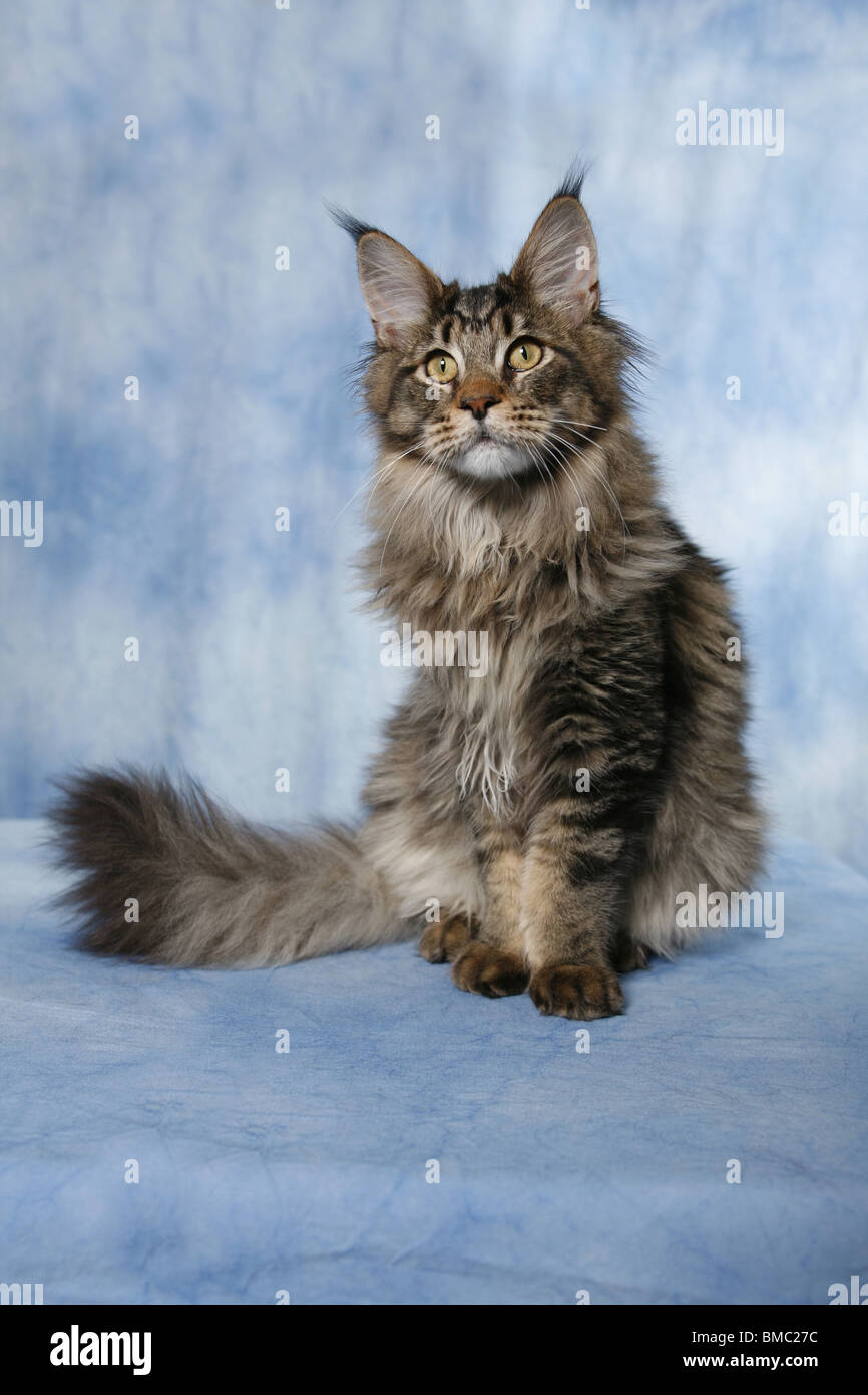 sitzende Maine Coon / sitting Maine Coon Stock Photo - Alamy