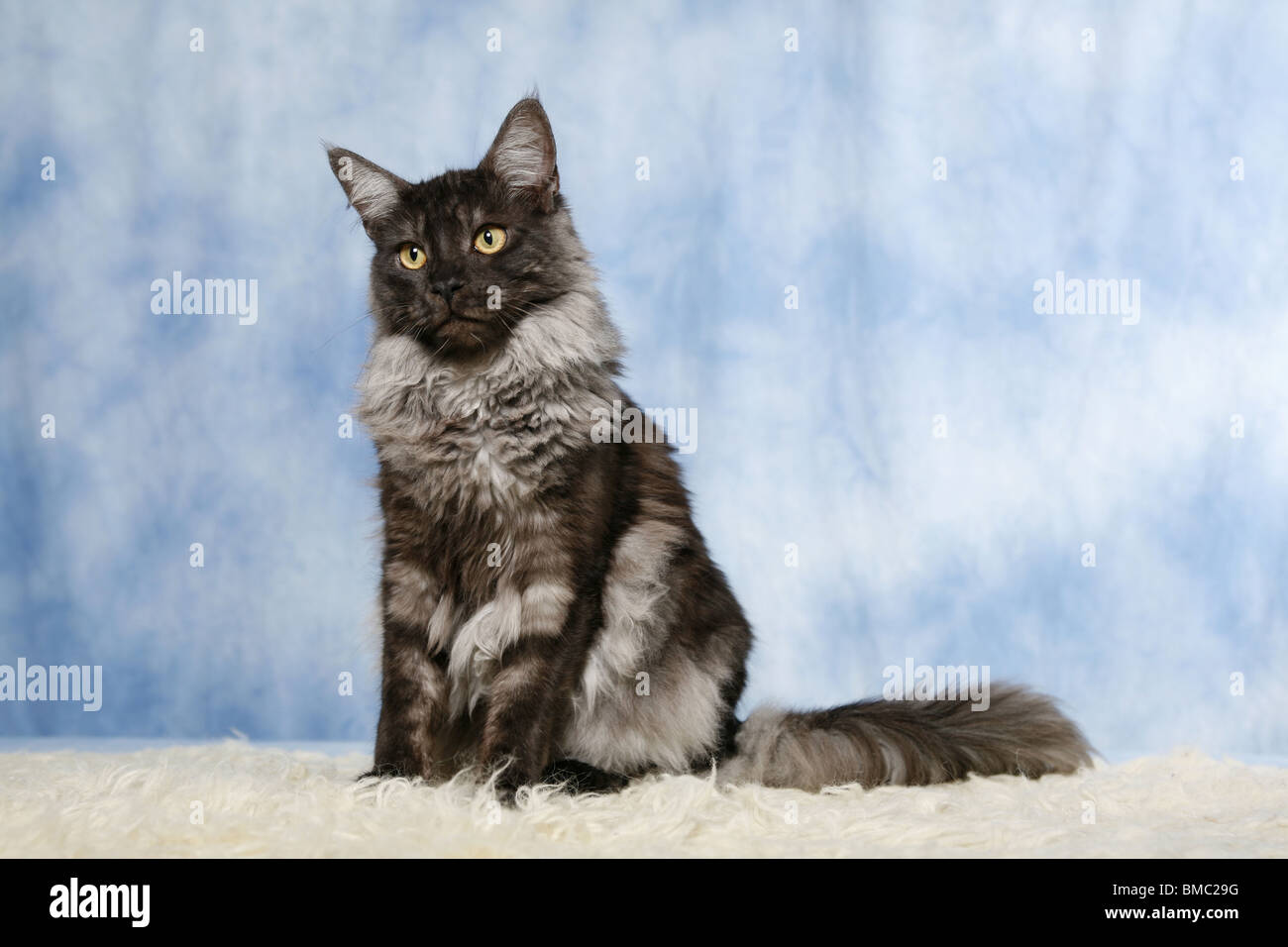 sitzende Maine Coon / sitting Maine Coon Stock Photo - Alamy