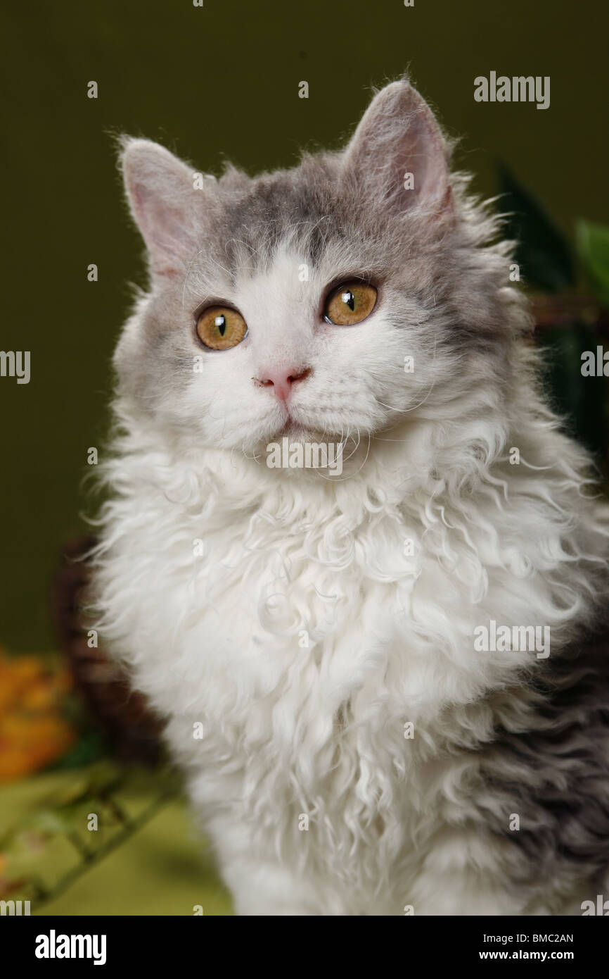 Selkirk Rex Portrait Stock Photo - Alamy