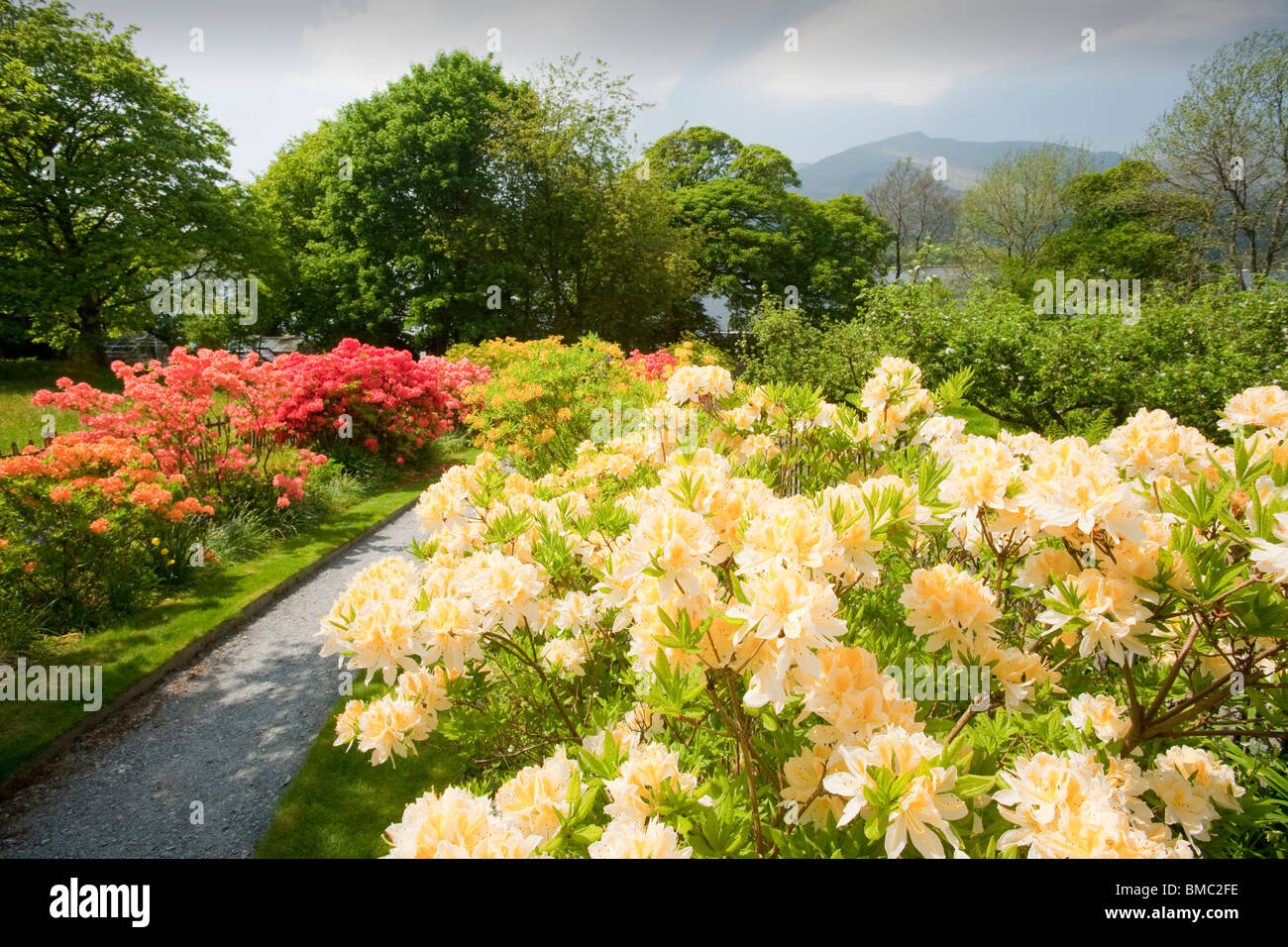Azaleas flowering in the garden of Brantwood House, the home of John ...