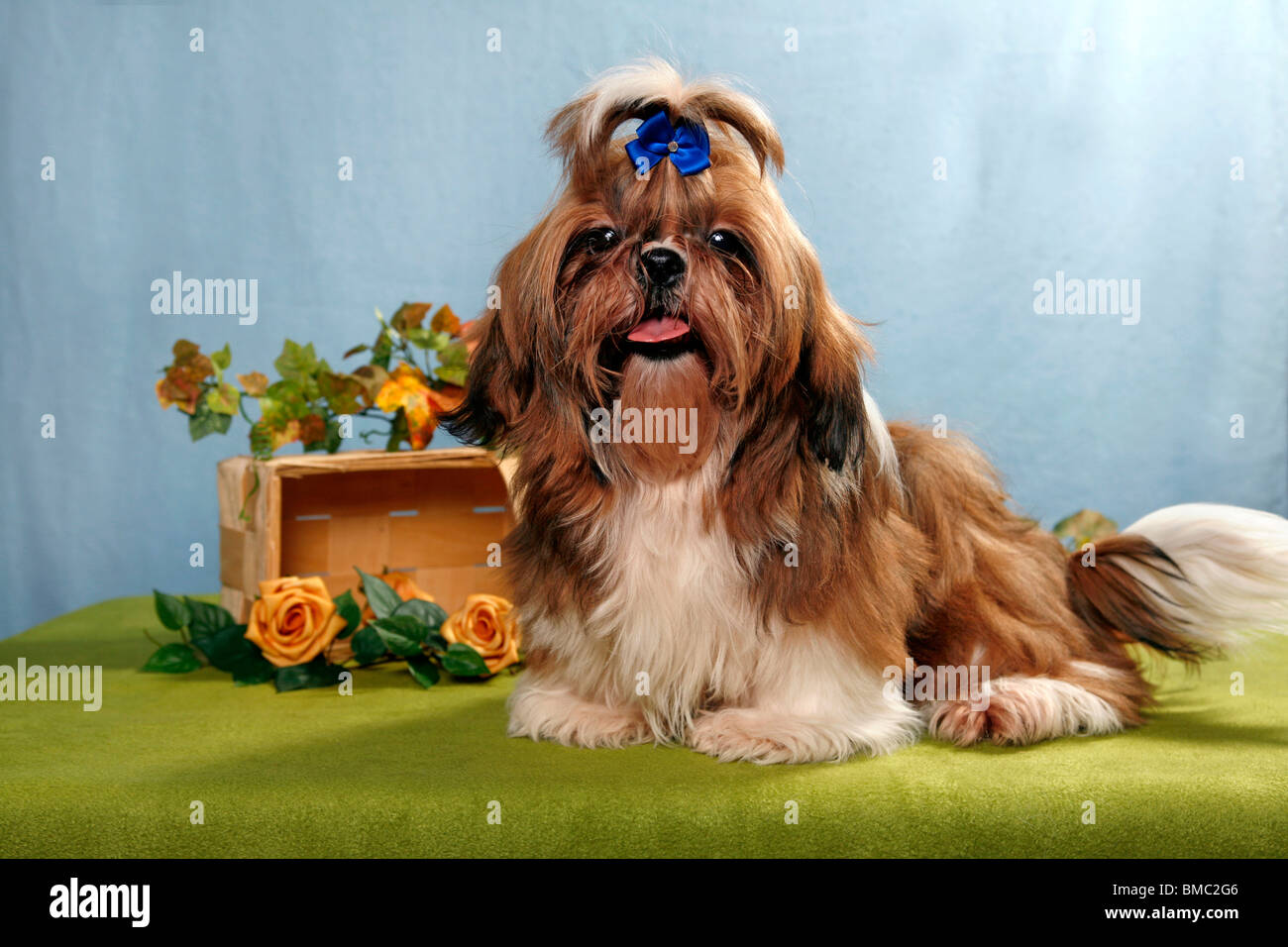 sitzender Shih Tzu / sitting Shih Tzu Stock Photo - Alamy