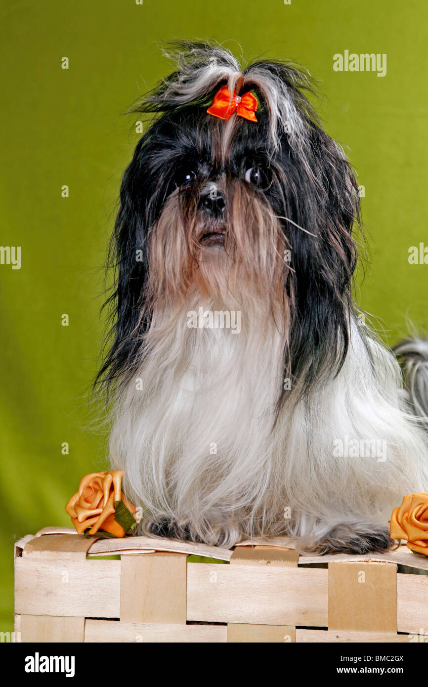 sitzender Shih Tzu / sitting Shih Tzu Stock Photo - Alamy