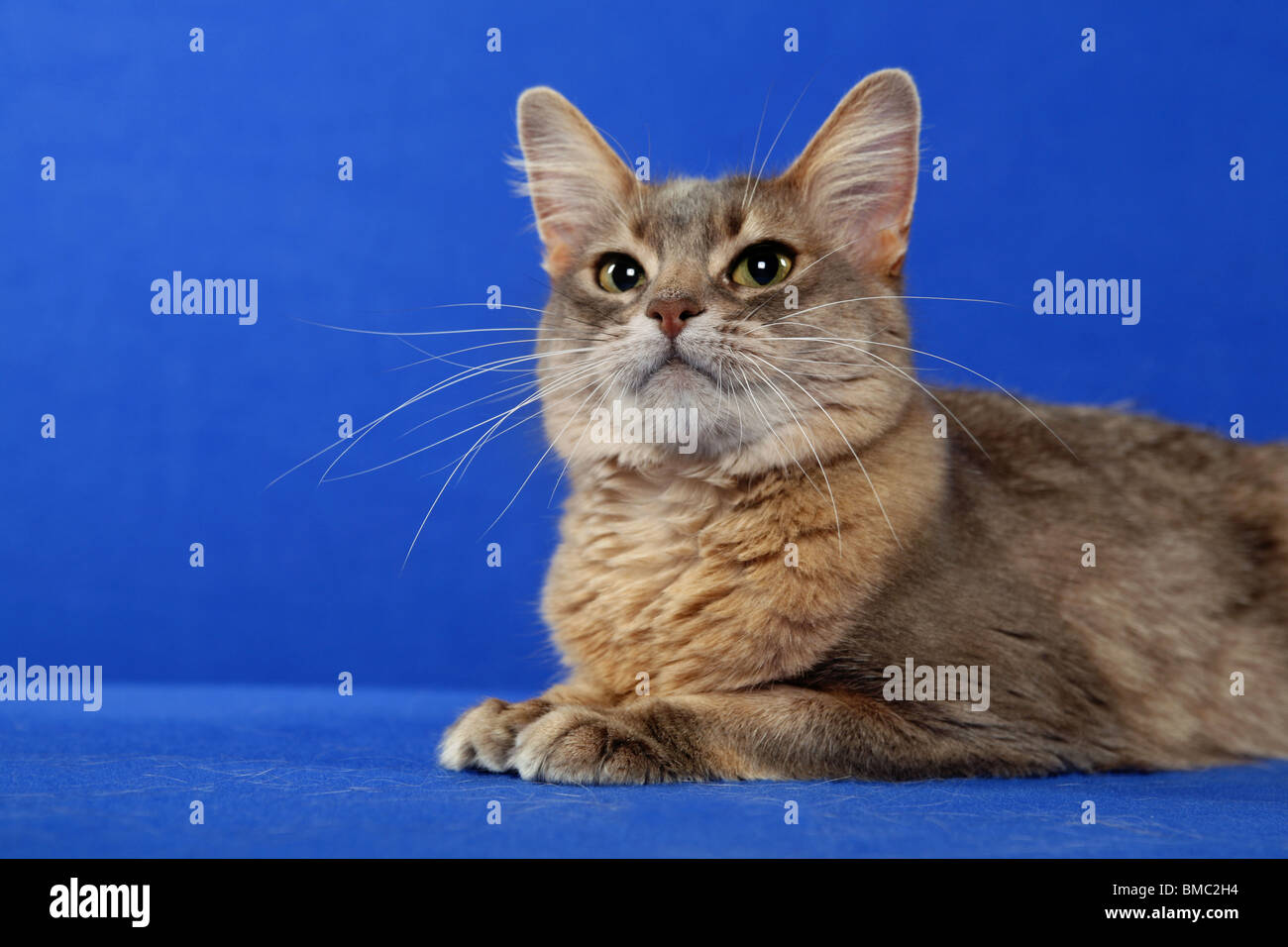 blaue Somali / blue Somali Stock Photo - Alamy