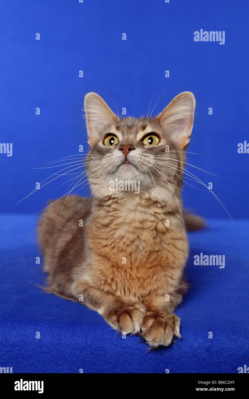 blaue Somali / blue Somali Stock Photo - Alamy