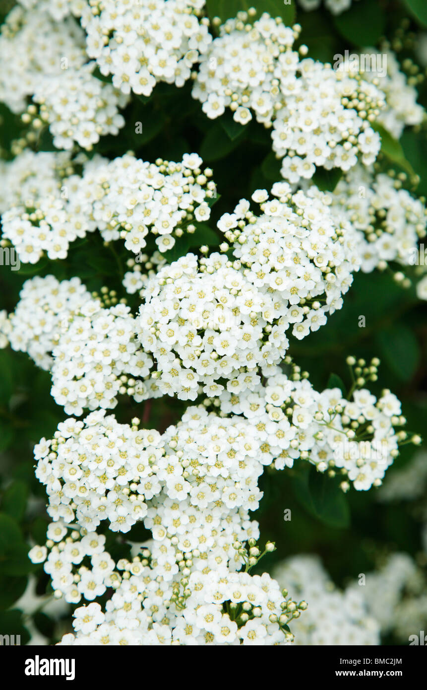 spiraea veitchii Meadowsweet Stock Photo - Alamy