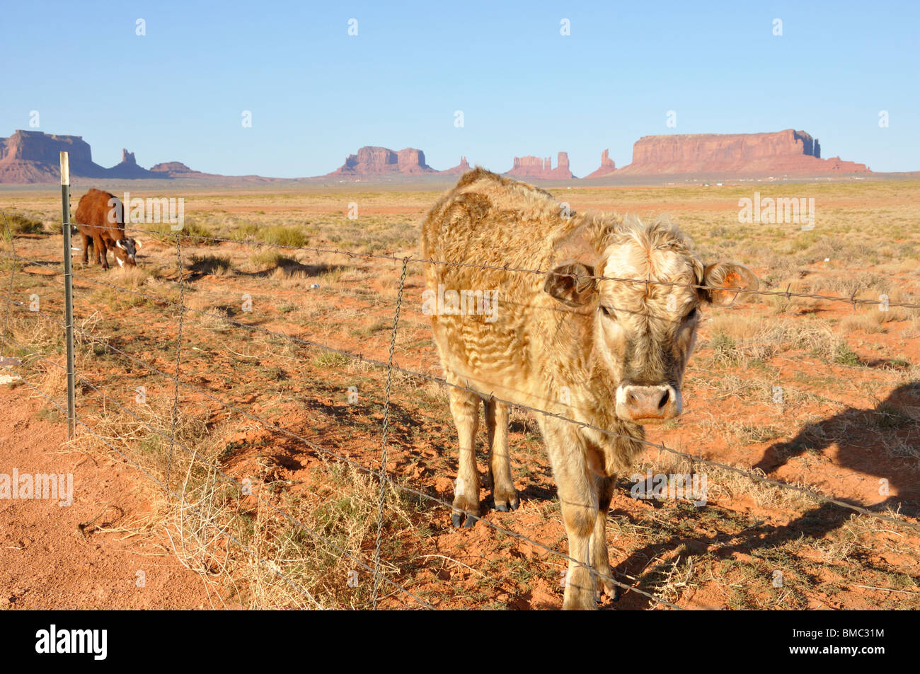 Cattle farming usa arizona hi-res stock photography and images - Alamy