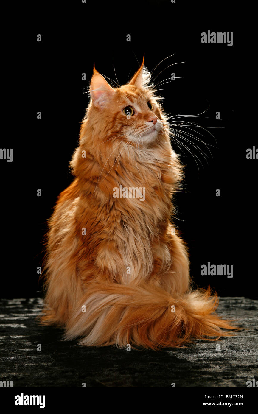 sitzende Maine Coon / sitting Maine Coon Stock Photo - Alamy