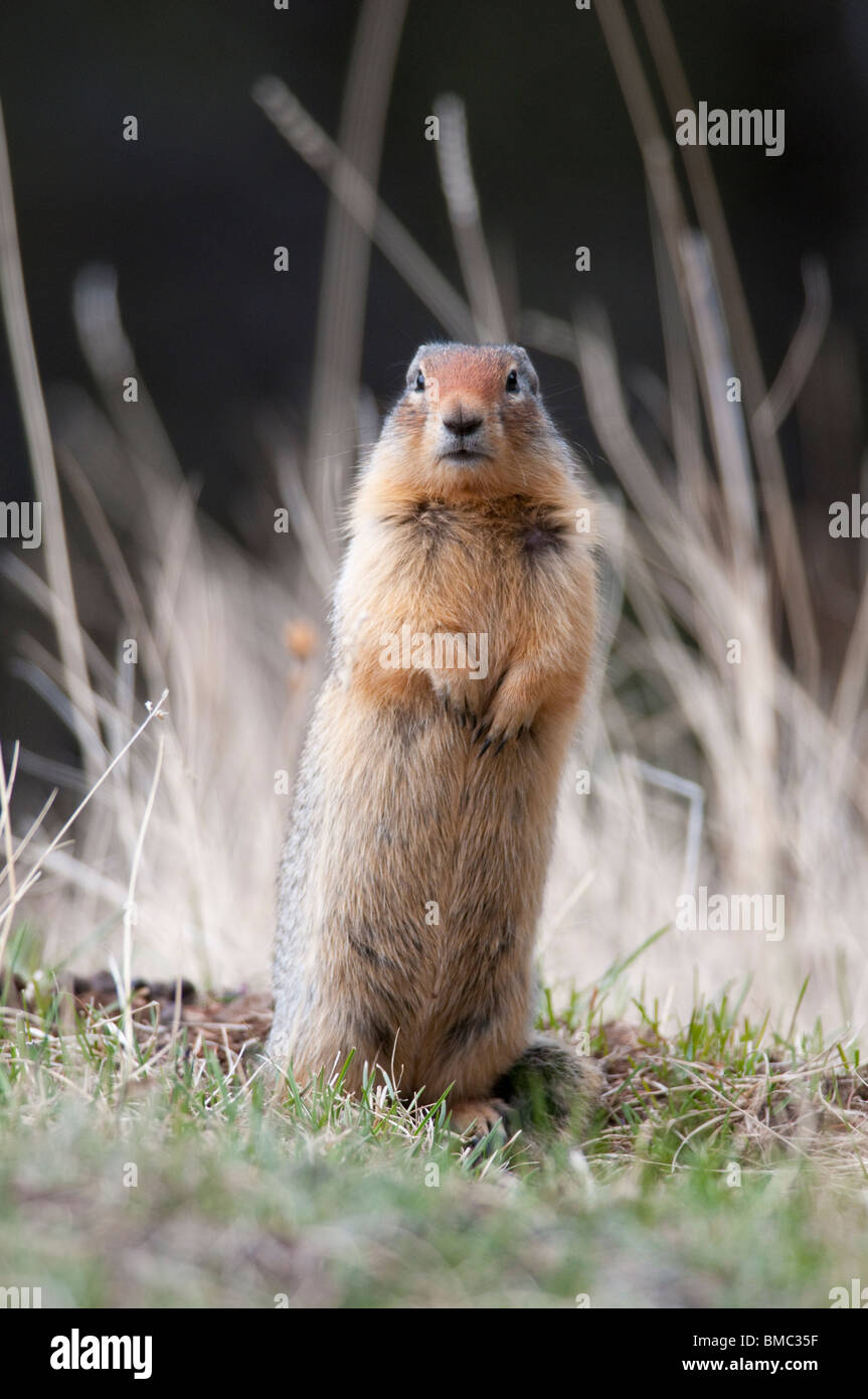 Columbia Ground Squirrel Stock Photo - Alamy