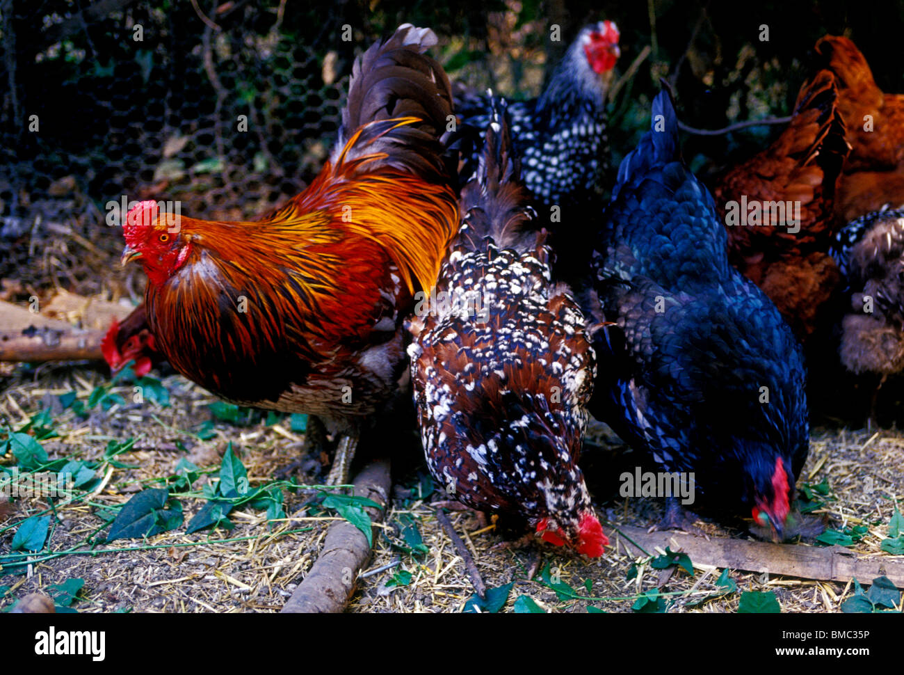 Poultry farm united states hi-res stock photography and images - Alamy