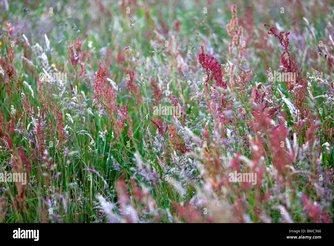 Wild grasses in a meadow Stock Photo - Alamy
