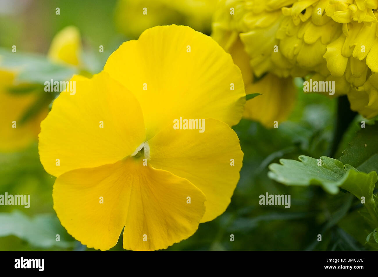 Pansy pattern hi-res stock photography and images - Alamy