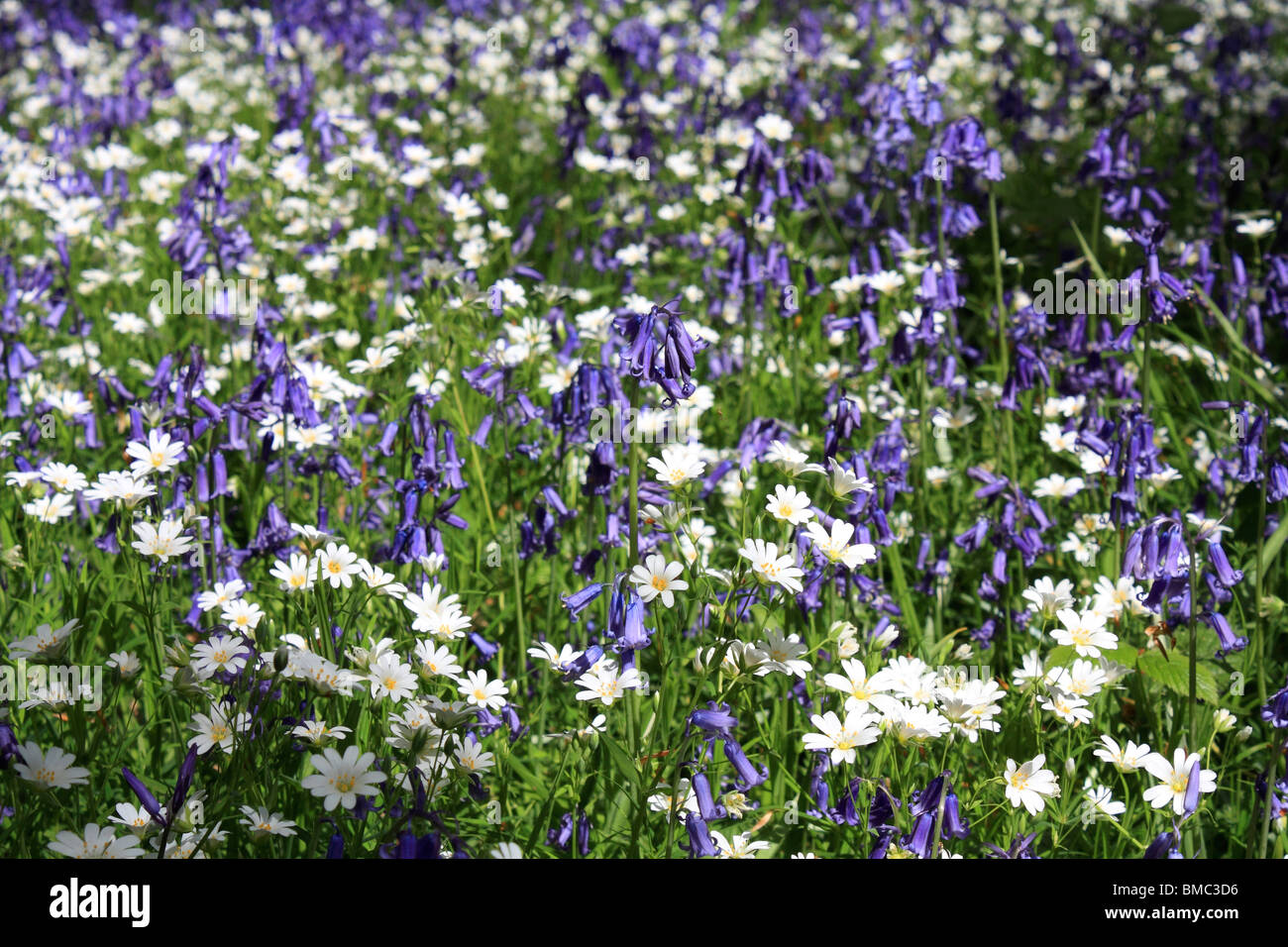 Spring flowers surrey hi-res stock photography and images - Alamy
