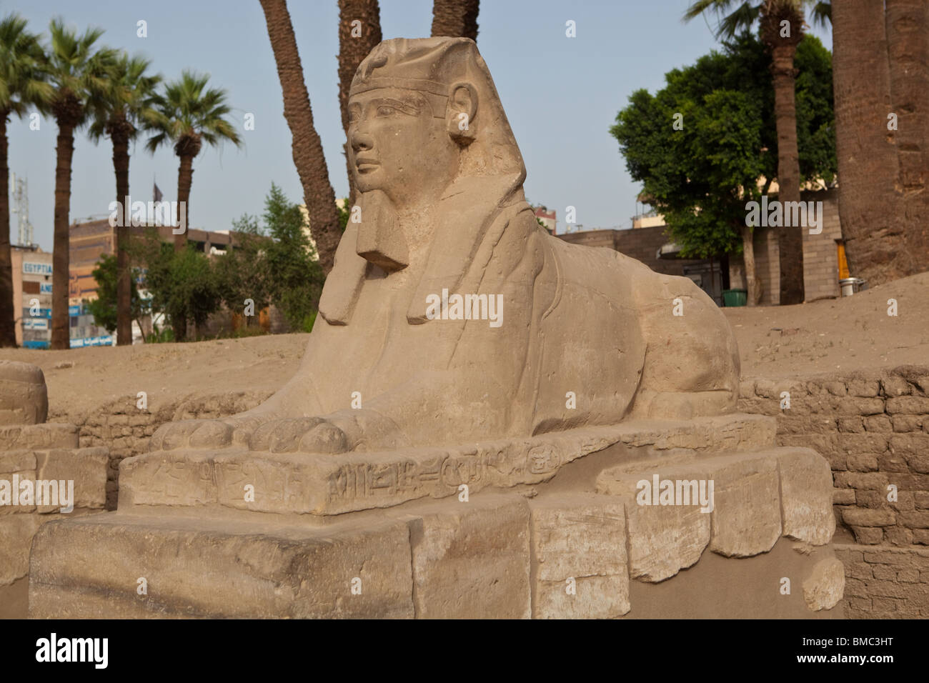 One of the Sphinxes from the avenue of the sphinxes that connects ...