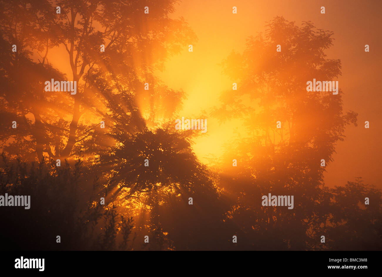 Sunlight through trees hi-res stock photography and images - Alamy
