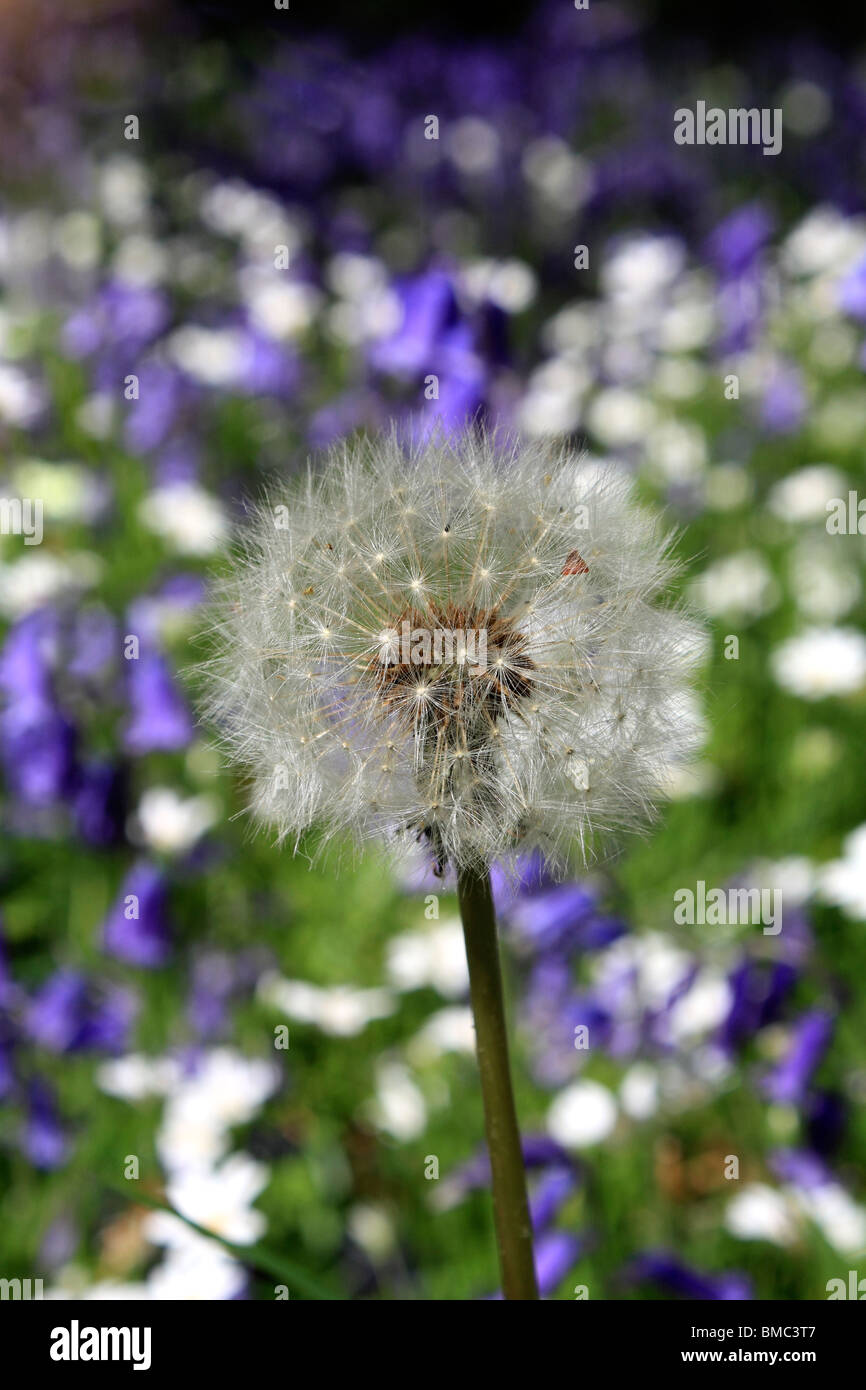 Bluebells english daisies hi-res stock photography and images - Alamy