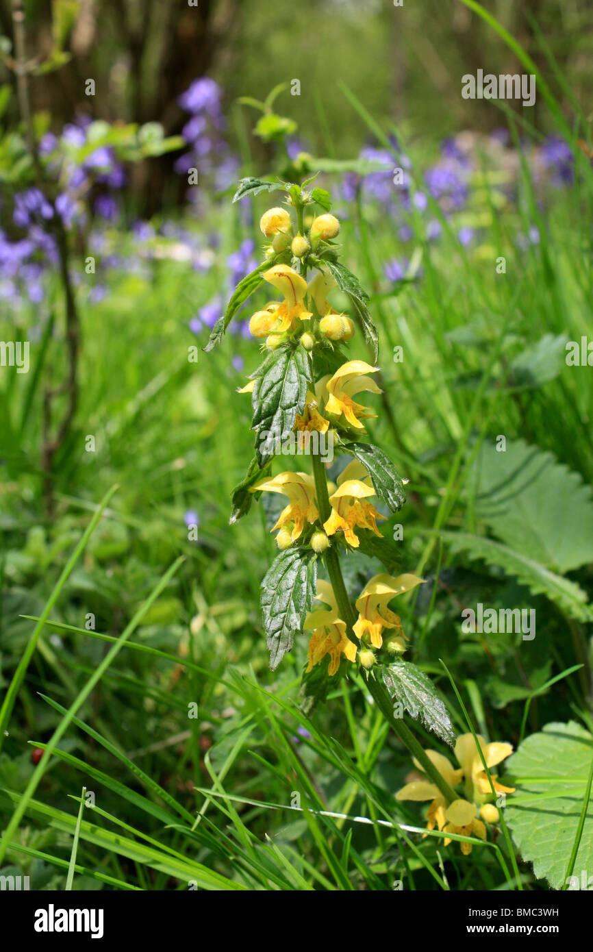 Spring flowers Surrey, England, UK Stock Photo - Alamy
