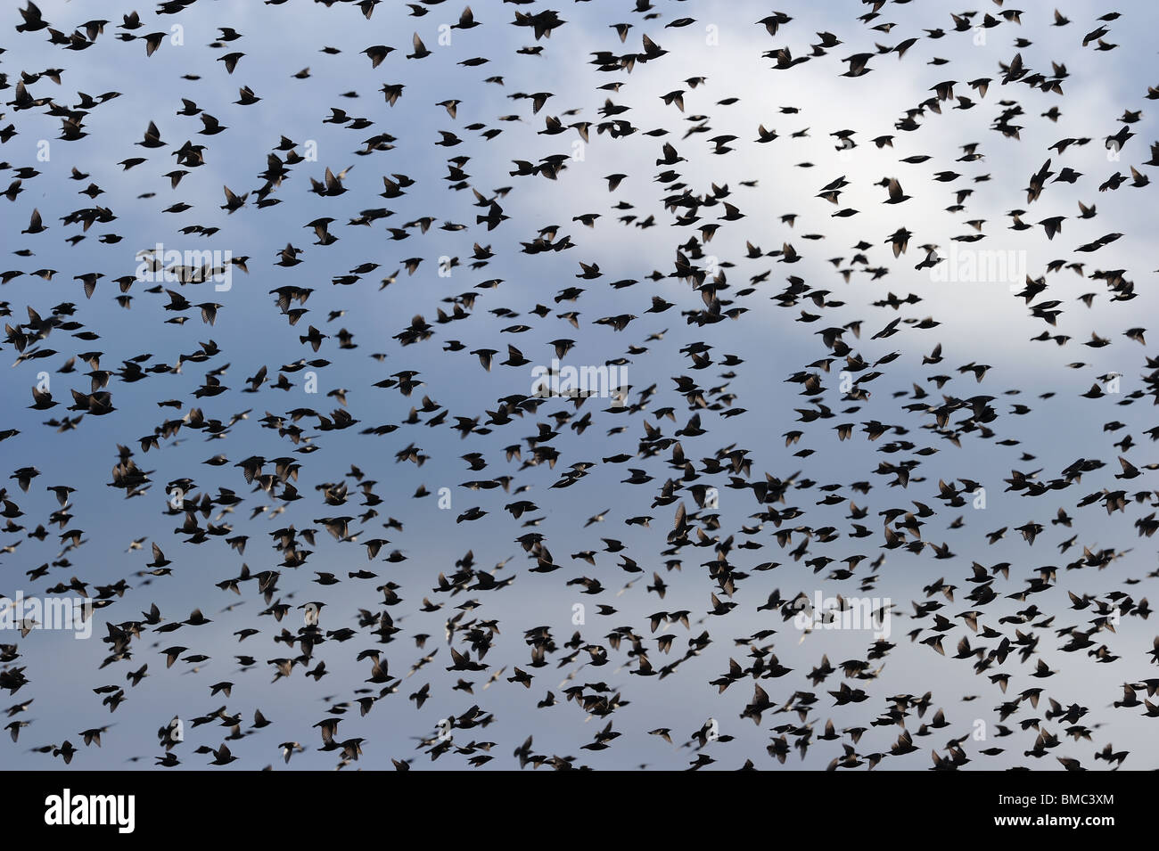 Flock of starlings (Sturnus vulgaris) in flight in winter - Provence ...