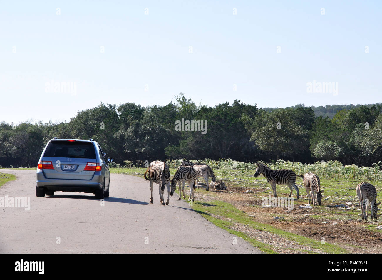 African Safari at Wildlife Ranch, Texas Hill Country, USA Stock Photo ...