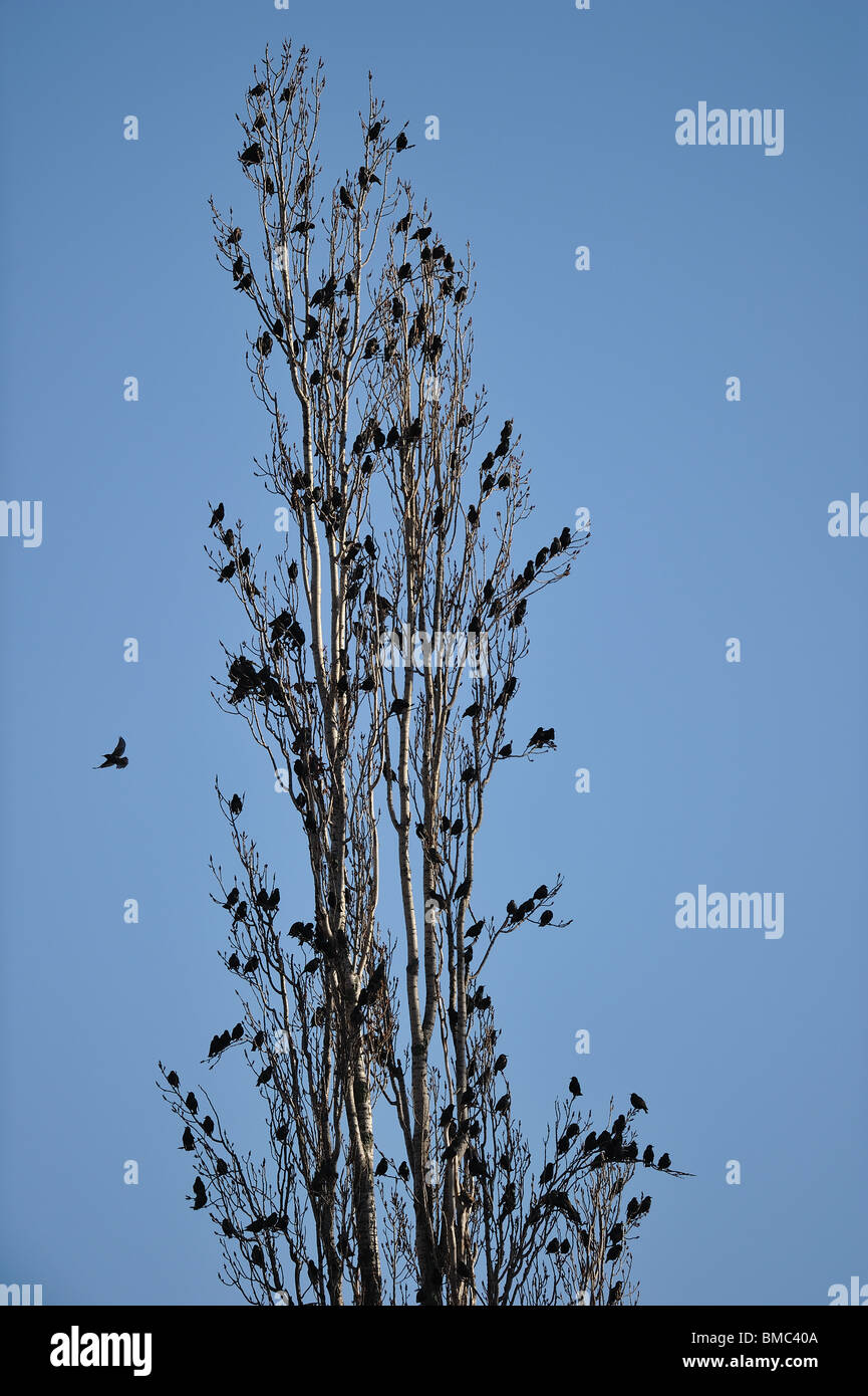 Common starling on speed hi-res stock photography and images - Alamy
