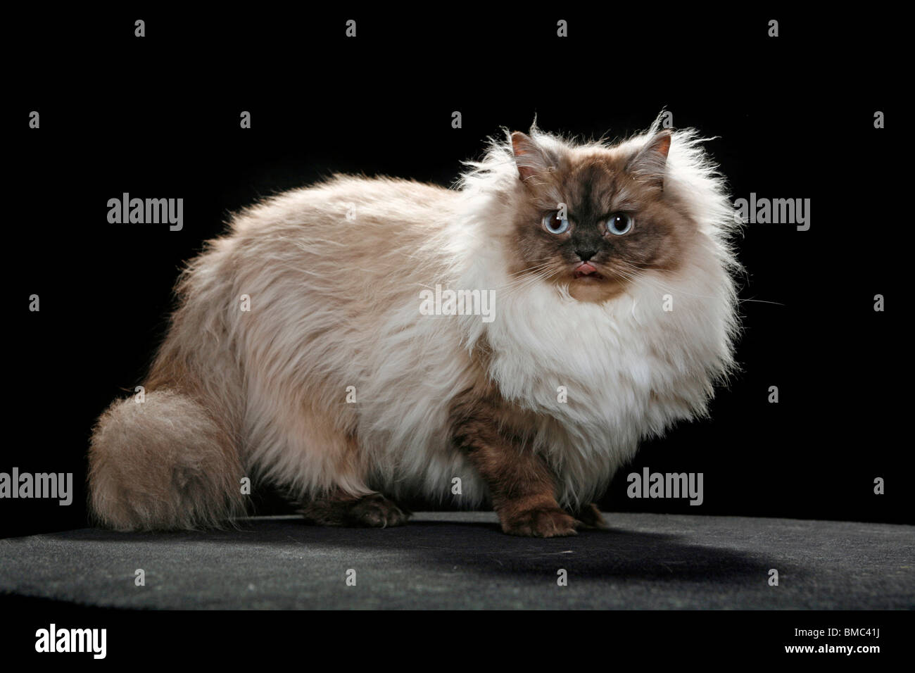 Langhaarige katze hi-res stock photography and images - Alamy