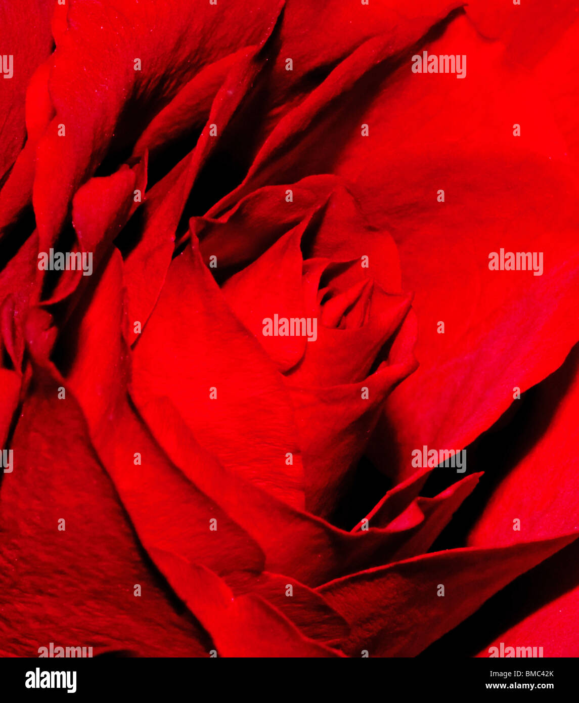 closeup Of Red Rose Stock Photo - Alamy