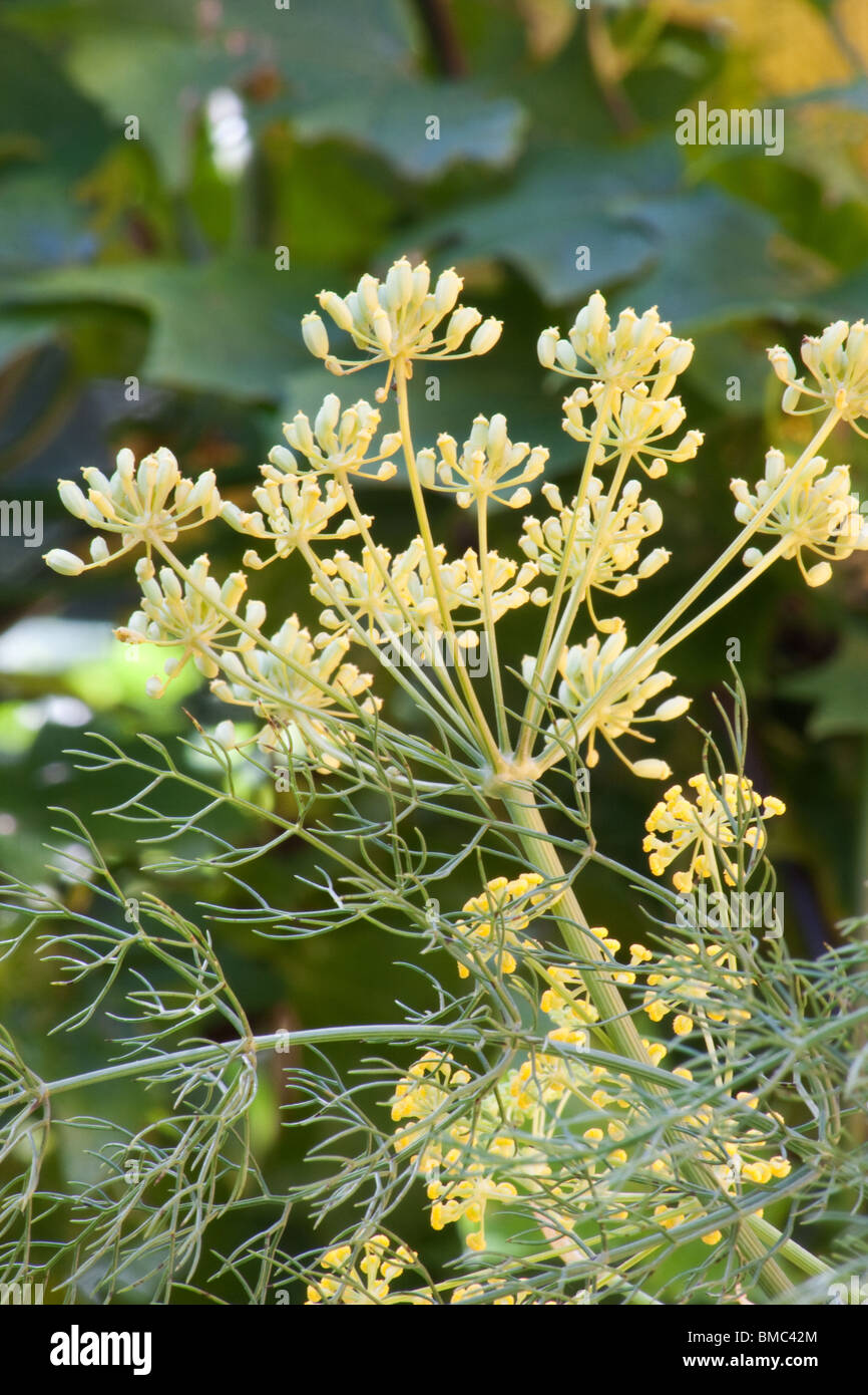 Fennel herb plant hi-res stock photography and images - Alamy