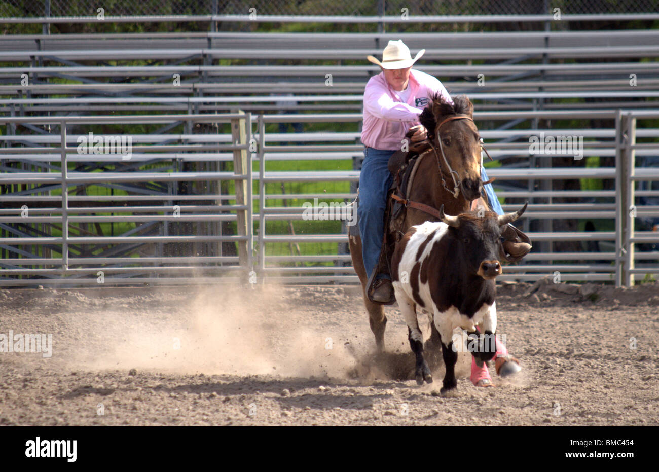 Boy competes in calf roping in New York High school rodeo. Teenagers ...