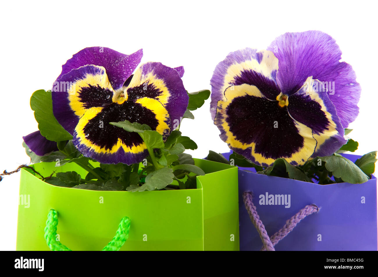 Purple violins hi-res stock photography and images - Alamy