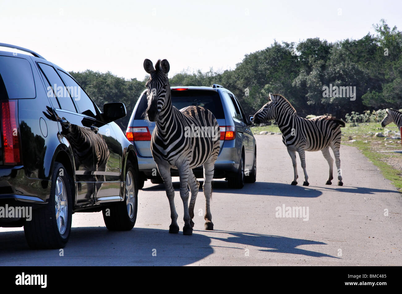 African Safari at Wildlife Ranch, Texas Hill Country, USA Stock Photo ...