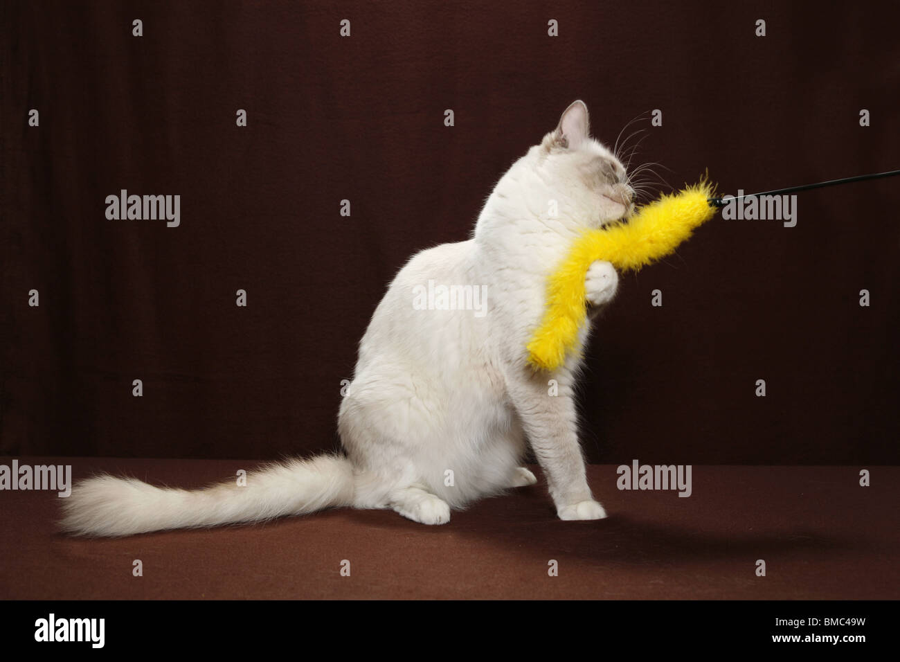 spielende Ragdoll / playing Ragdoll Stock Photo - Alamy