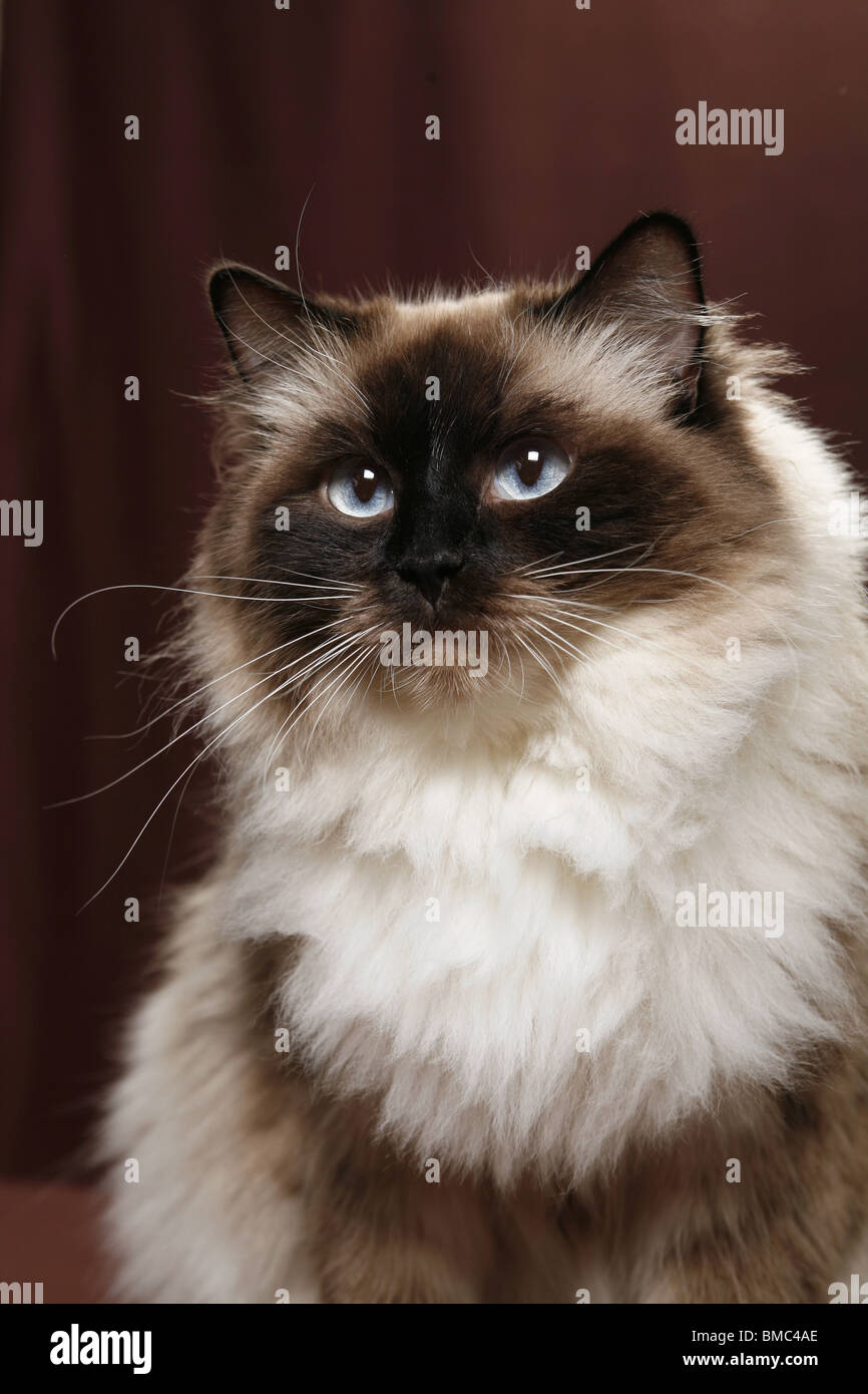 Weibliche ragdoll katze hi-res stock photography and images - Alamy